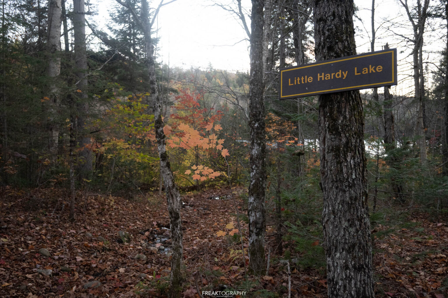 Discover Algonquin Park Backcountry Camping at Little Hardy Lake