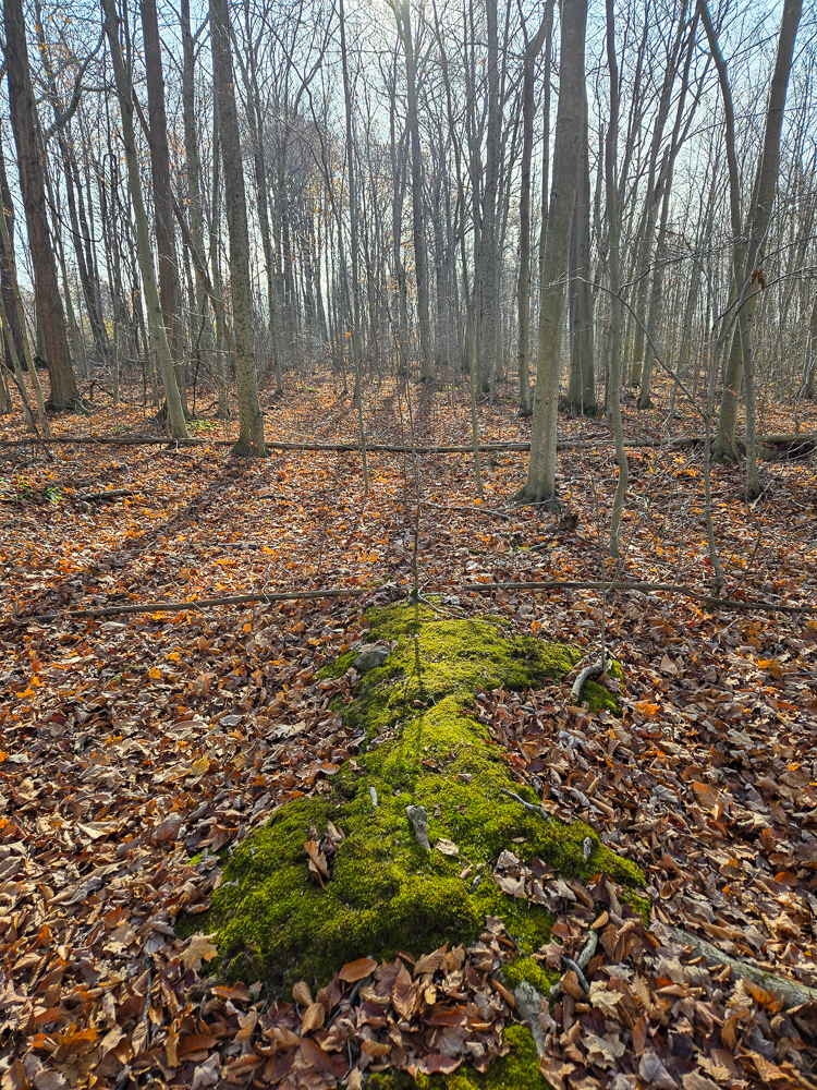 225 Darby Road Welland Ontario: Facts vs Fiction