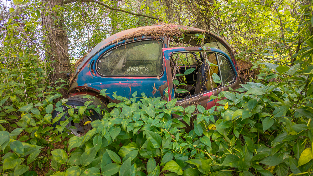 Abandoned Firebirds and a VW Beetle Hidden in the Forest