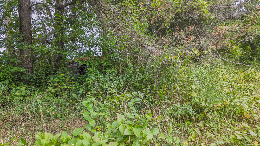 Abandoned Firebirds and a VW Beetle Hidden in the Forest
