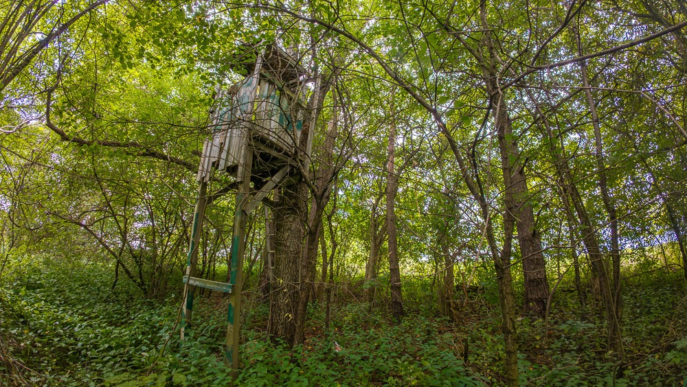 Abandoned Firebirds and a VW Beetle Hidden in the Forest
